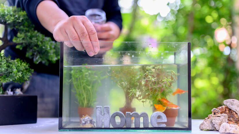 Easy Steps to Clean a Fish Tank Without Water Changes